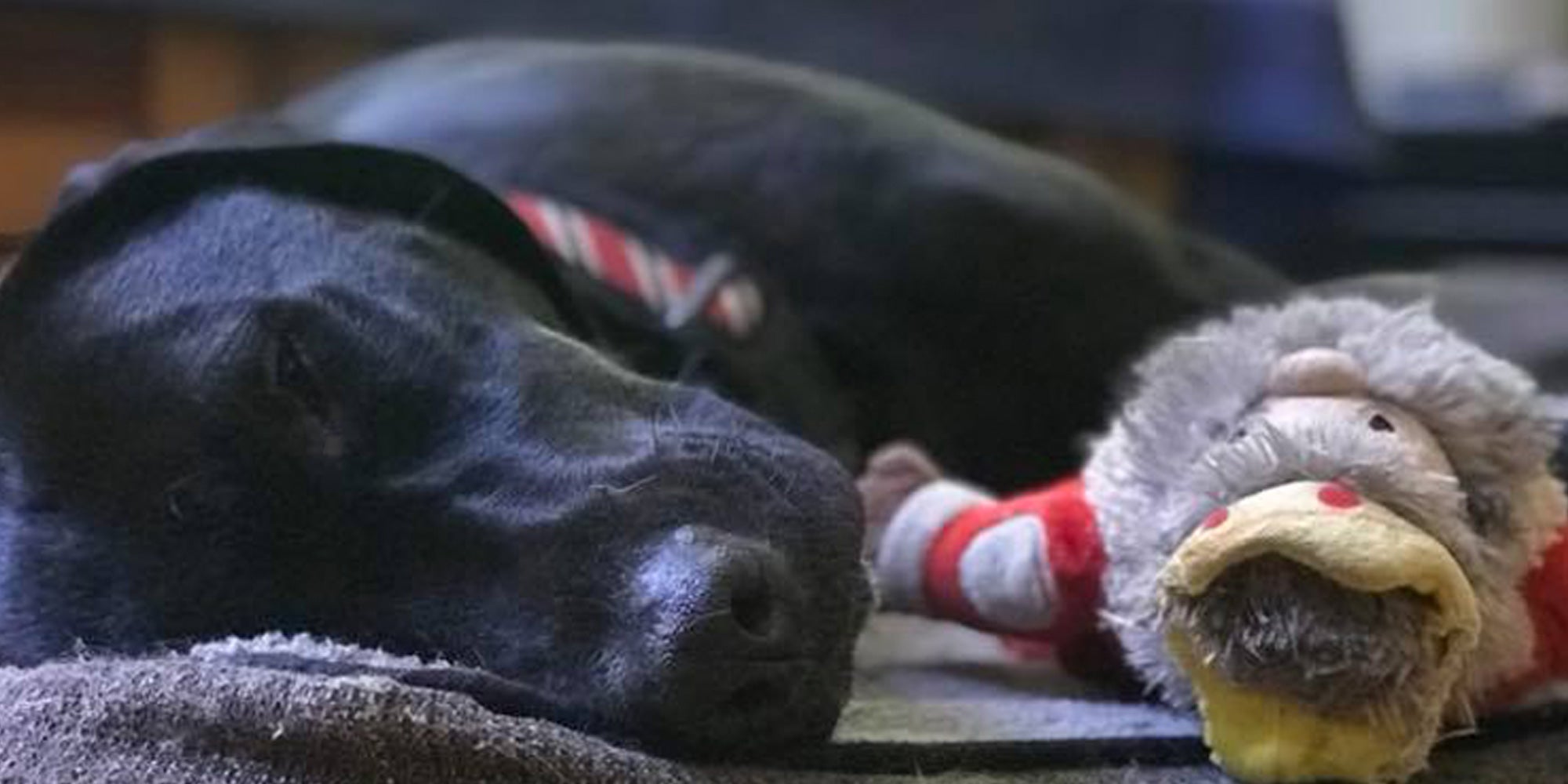 Midwest Labrador Retriever Rescue, Inc. – MLRR