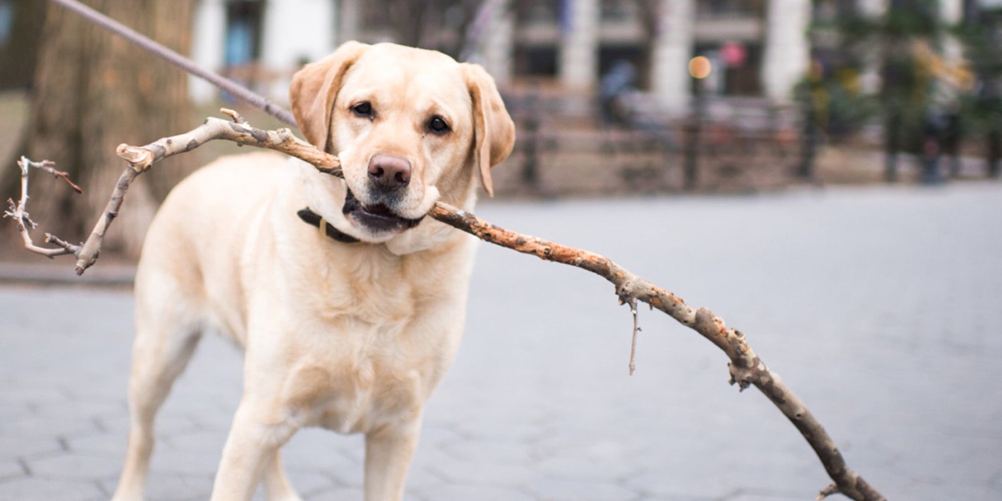 Midwest Labrador Retriever Rescue, Inc. – MLRR