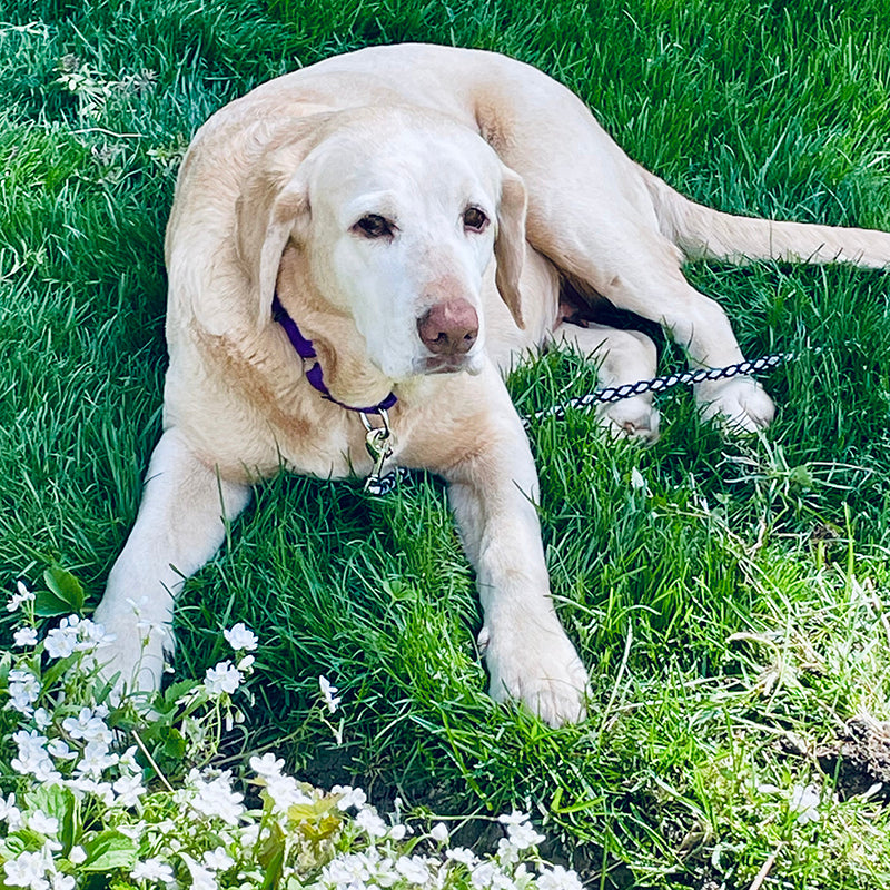 Patsy Adopted – MLRR